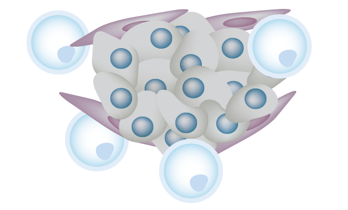 NK cells - Catamaran Bio